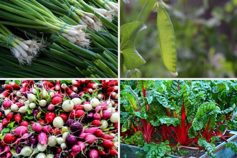 11 Fast-Growing Vegetables for Beginners | The Homestead Guide
