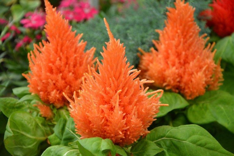 25 Best Fall Flowers for a Beautiful Autumn Garden | The Homestead Guide