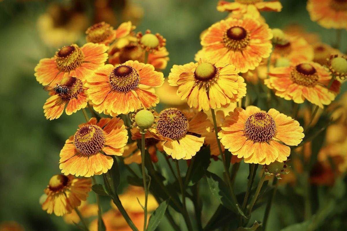 25 Best Fall Flowers for a Beautiful Autumn Garden | The Homestead Guide