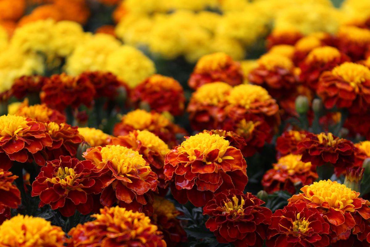 25 Best Fall Flowers for a Beautiful Autumn Garden | The Homestead Guide