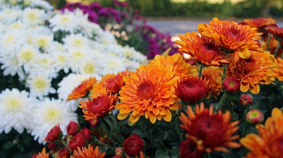 25 Best Fall Flowers for a Beautiful Autumn Garden | The Homestead Guide