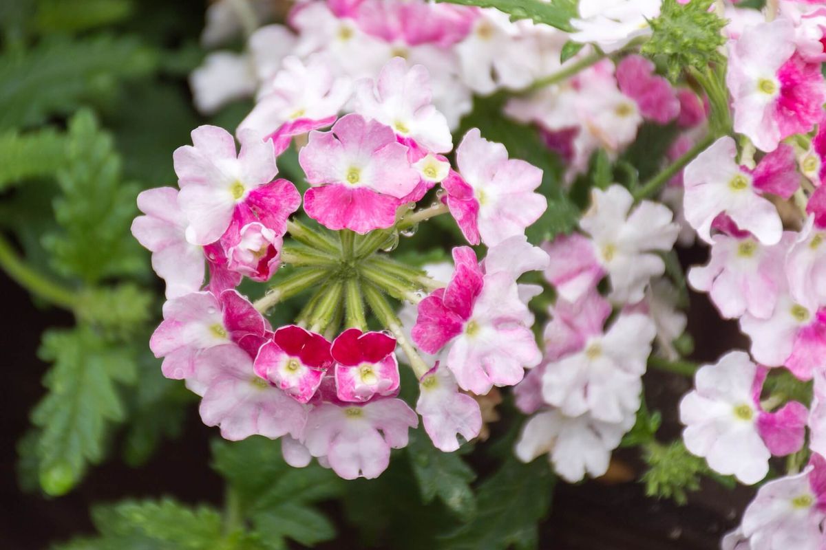 25 Best Fall Flowers for a Beautiful Autumn Garden | The Homestead Guide