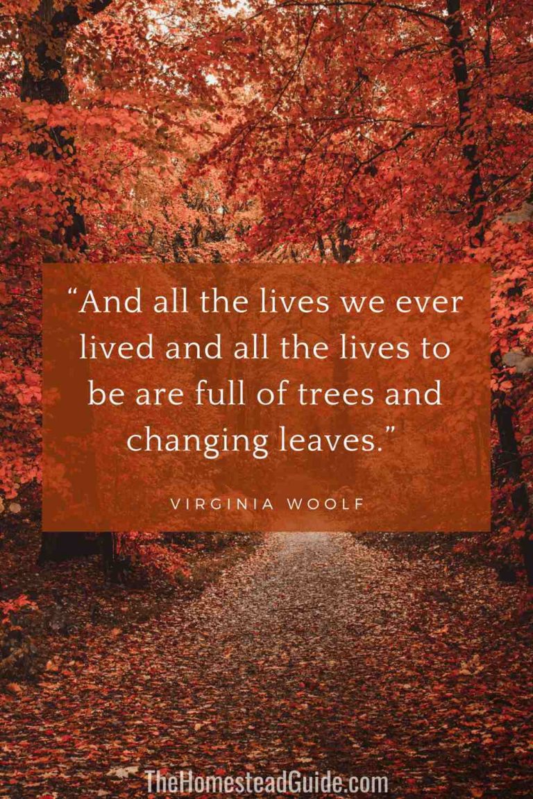 95+ Fall Quotes and Images that Capture the Beauty and Melancholy of ...