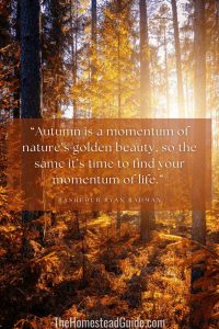 95+ Fall Quotes and Images that Capture the Beauty and Melancholy of ...