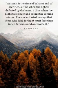 95+ Fall Quotes and Images that Capture the Beauty and Melancholy of ...