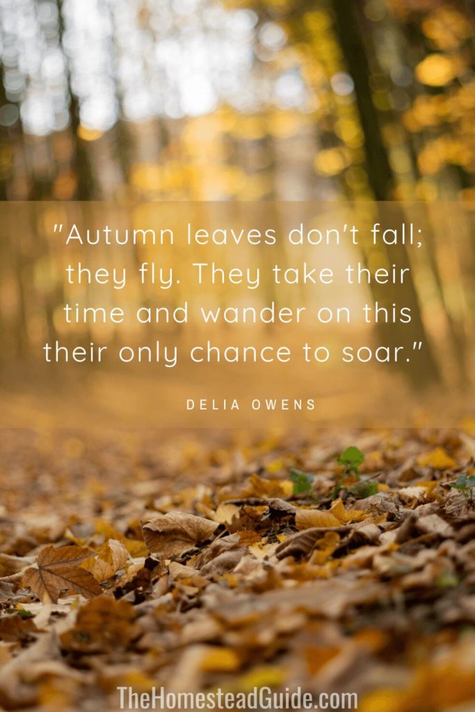 95+ Fall Quotes and Images that Capture the Beauty and Melancholy of ...
