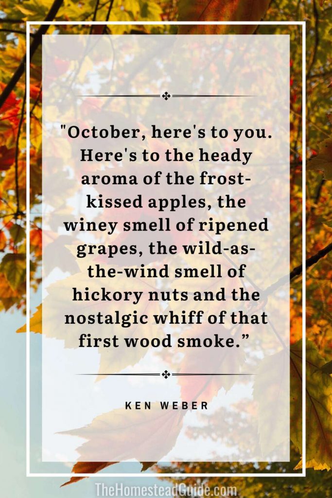 95+ Fall Quotes and Images that Capture the Beauty and Melancholy of ...