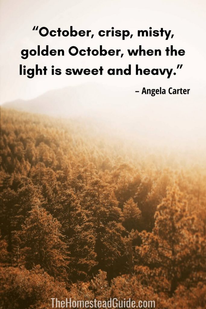 95+ Fall Quotes and Images that Capture the Beauty and Melancholy of ...