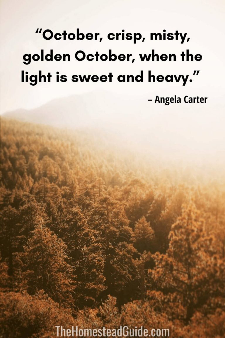 95+ Fall Quotes and Images that Capture the Beauty and Melancholy of ...